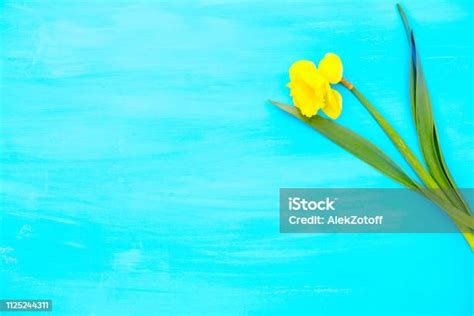 텍스트 위한 공간을 가진 파란 그려진된 나무 판자에 봄 노란 수 선화 결혼식에 대한 스톡 사진 및 기타 이미지 결혼식 공란 기념일 Istock