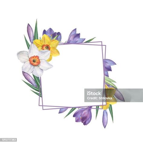 크로커스와 나르시소스 3 수채화 꽃 프레임 수채화 그림 손으로 그리기 흰색에 고립 됨 0명에 대한 스톡 벡터 아트 및 기타