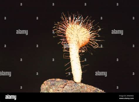 Ascomycota Phylum Kingdom Of Fungi