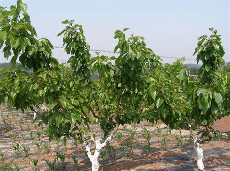 桑树也需修剪？听听黑金椹的专家怎么说