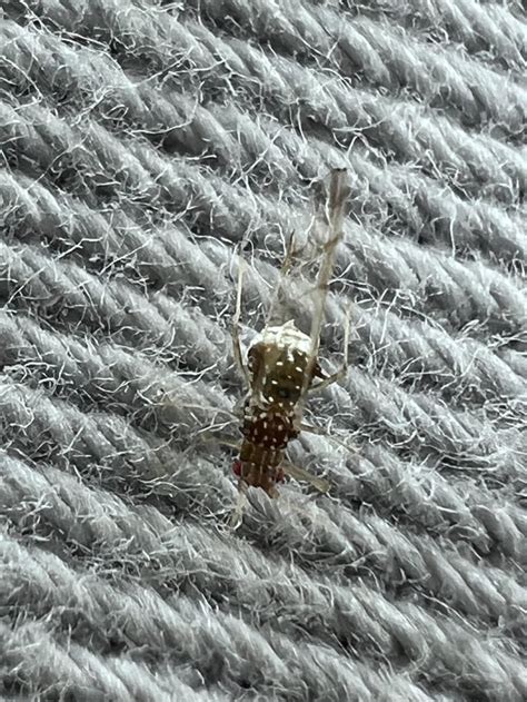 Fly Identification Rinsects