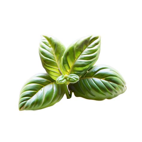 Download Culinary Basil Herb Png 06122024