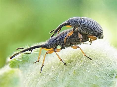 Making Weevils Rweeviltime