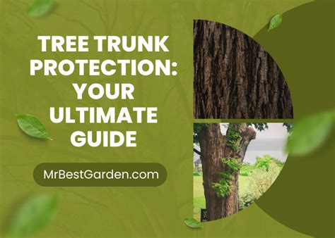 Tree Trunk Protection Your Ultimate Guide