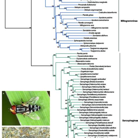 Maximum Likelihood Tree Of Our Analysis Using Our Anchored Hybrid Download Scientific Diagram