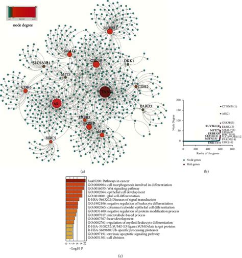Involvement Of Ruvbl1 In Wnt β Catenin Signaling In Oral Squamous Cell Carcinoma Pmc
