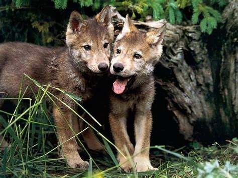 Eastern Timber Wolf Pups