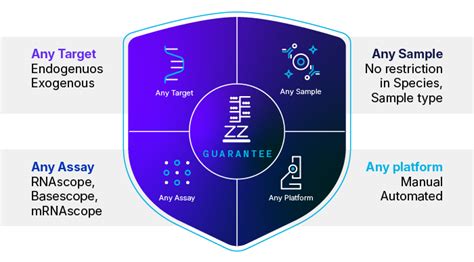 Rnascope Custom Probe Design Bio Techne