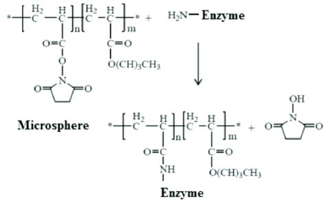 Schematic Reaction Of Involving Hrp Enzyme Binding On Acrylic