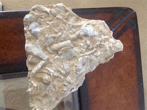 Fossils In Matrix Fossils Lion Sculpture Sculpture