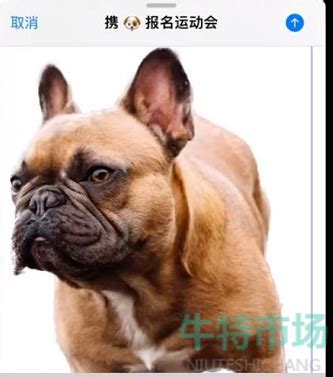 ios 怎么抠图 iOS 一键抠图方法介绍 牛特市场