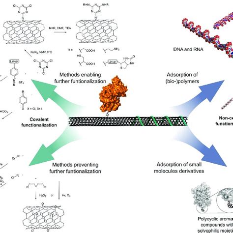 Covalent And Noncovalent Bio Functionalization Of Swcnts Note That
