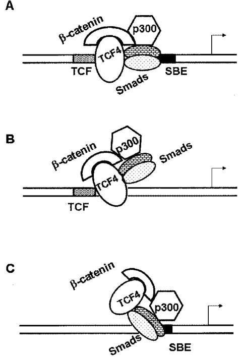 Model For Intersection Of Tgf Smad And Wnt Pathways The Interaction