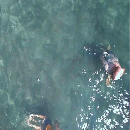 Drowning Detection Object Detection Model By Drowning Detection