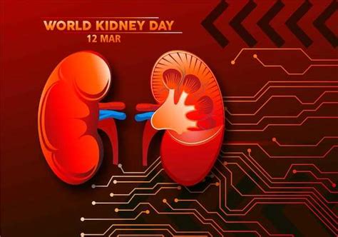 Atorvastatin Renal Clearance