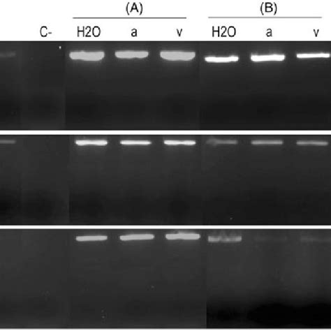 Detection Limit For Column Based Method Detection Limit Of Dna Download Scientific Diagram