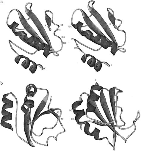 Association Of Two Molecules In The Asymmetric Unit For A Wild Type