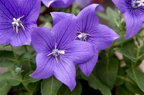 How To Grow Platycodon Balloon Flower Balloon Flowers Air Balloon
