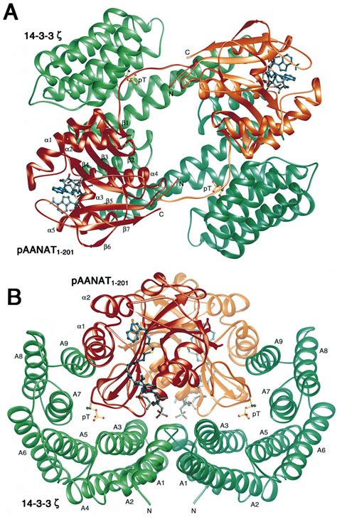 Structure Of The 14 3 3paanat 1201 Complex A The 14 3 3 Homodimer