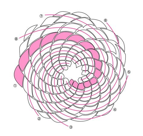 Fibonacci And Pinecones Spiral Pattern Fibonacci Leaflet