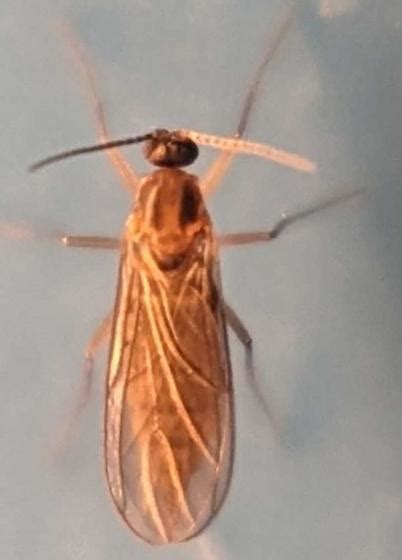 Tan Flying Insect With Brown Markings Bugguide Net