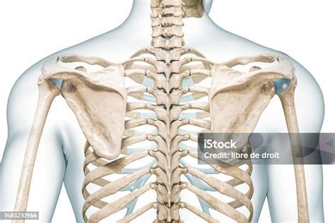견갑골과 척추 뒤쪽 보기는 신체 윤곽선이 있는 3d 렌더링 그림으로 복사 공간이 있는 흰색으로 분리되어 있습니다 인간의 골격과 척추 해부학 의료 다이어그램 골학 골격계 개념