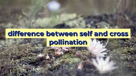 Difference Between Self And Cross Pollination Sinaumedia