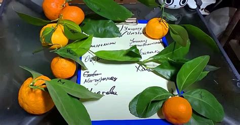 Карликовые японские мандарины и другие цитрусовые - сорта, название и ...
