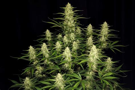Papaya Cookies Auto Luscious Genetics