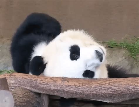 Do Pandas Hibernate Panda Things
