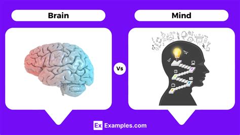 Brain Vs Mind Differences Explained With Example And Functions