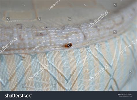 Bug Removal Images Stock Photos Vectors Shutterstock