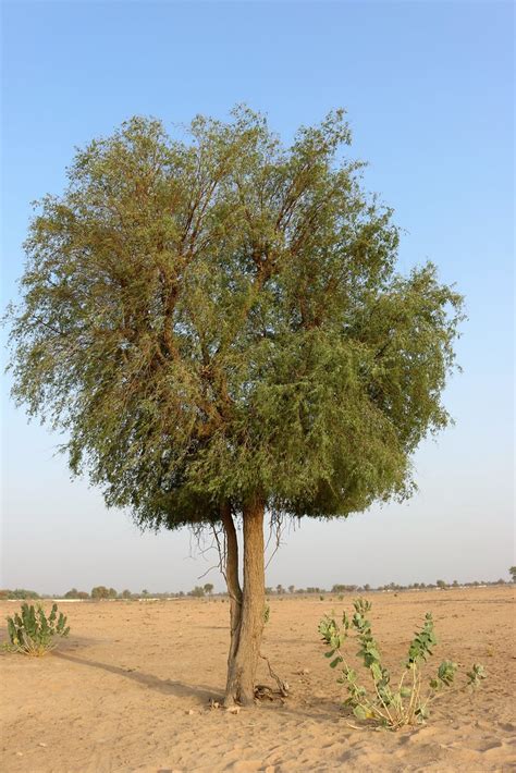 Prosopis Cineraria National Tree Of Uae Common Names Inclu Flickr