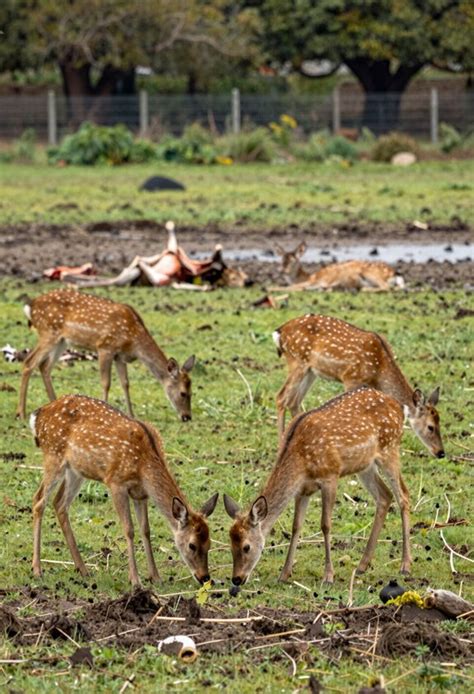 Population In Ecology Simply Ecologist