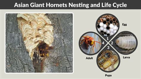 Asian Giant Hornet Size Sting Life Cycle Nest Queen And Facts