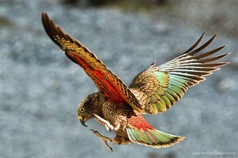 Kea In Flight Colorful Bird With Bright Orange Wings