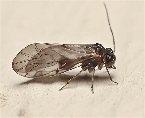Peripsocus Peripsocus Madidus Bugguide Net