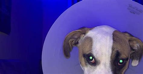 Being Neutered Sucks Album On Imgur