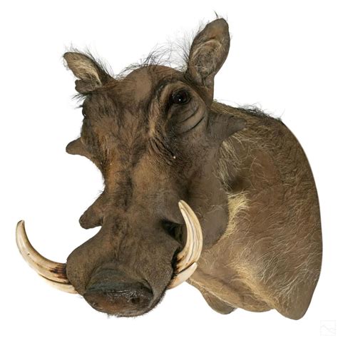 Warthog Head