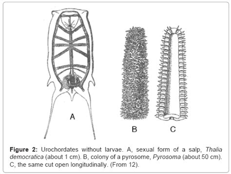 Larva Of Urochordata Is Called