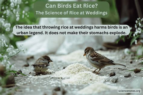 Can Birds Eat Rice The Science Of Throwing Rice At Weddings