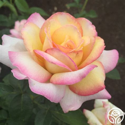 Peace Rose Artofit