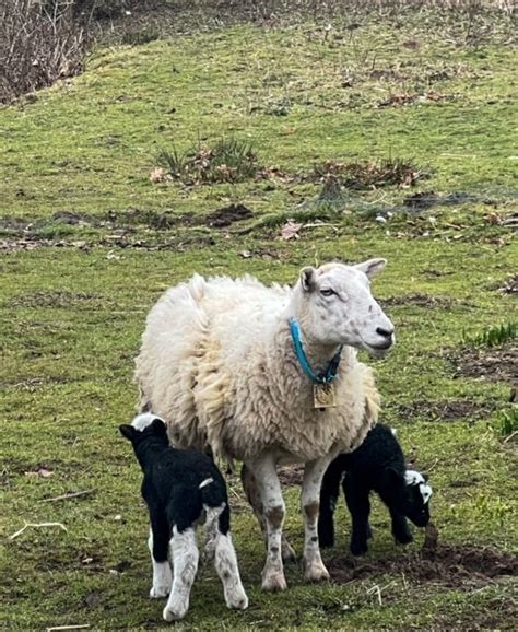 The Sex Therapist And The Aristocrats Inside The Uks Most Upmarket Eviction Row The Independent