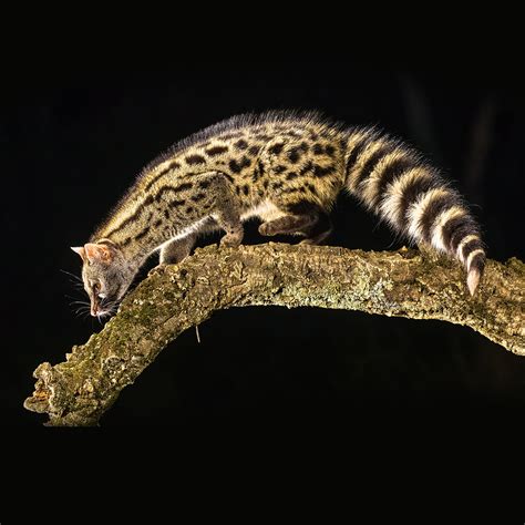 What Is A Genet Cat At Natasha Groom Blog