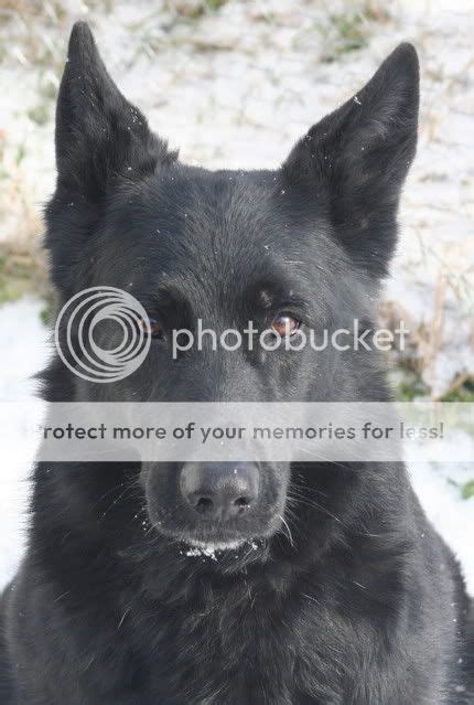 Secondary Sex Characteristics German Shepherds Forum