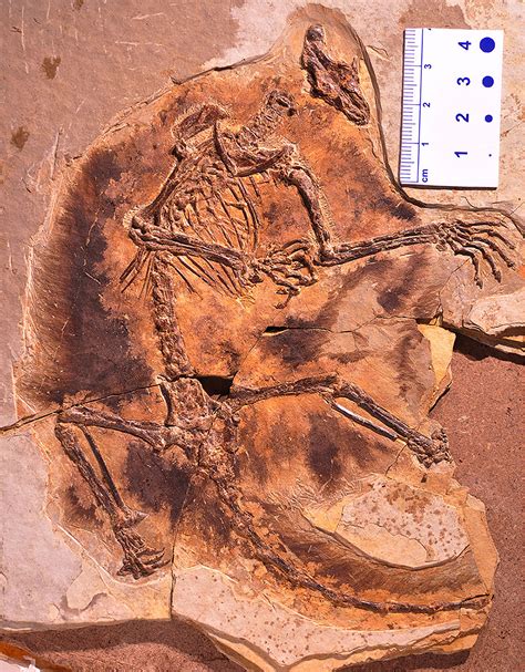 Volaticotherium Fossil