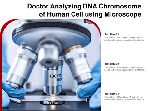 Chromosome Structure Ppt