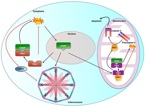 Role Played By Thioredoxin Interactive Protein Txnip And Sirtuin In Download Scientific