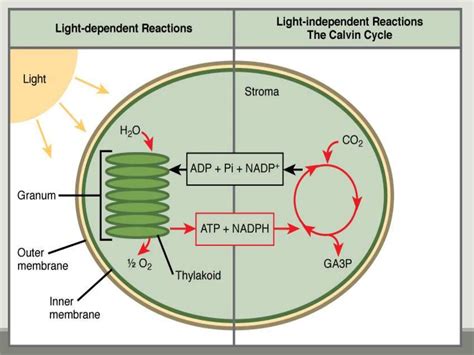 Photosynthetic Bacteria Oxygenic And Anoxygenic Pptx