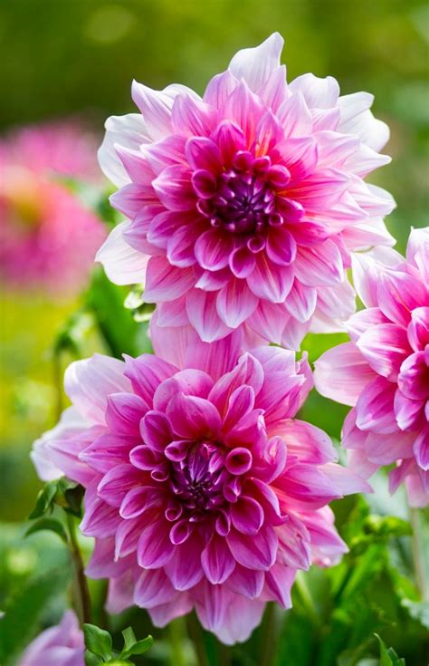 These Are The 10 Most Popular Flowers In The Us Brit Co
